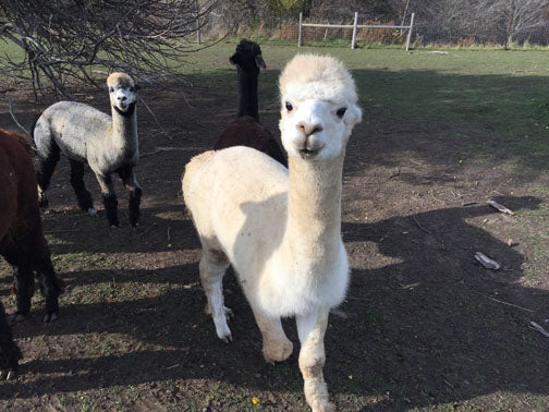 Our Pacalaca alpaca story – Pacalaca Farm