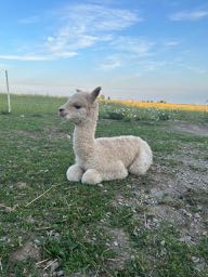 Welcome baby Grogu – Pacalaca Farm