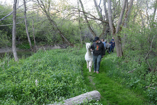 Alpaca Farm Visits! – Pacalaca Farm